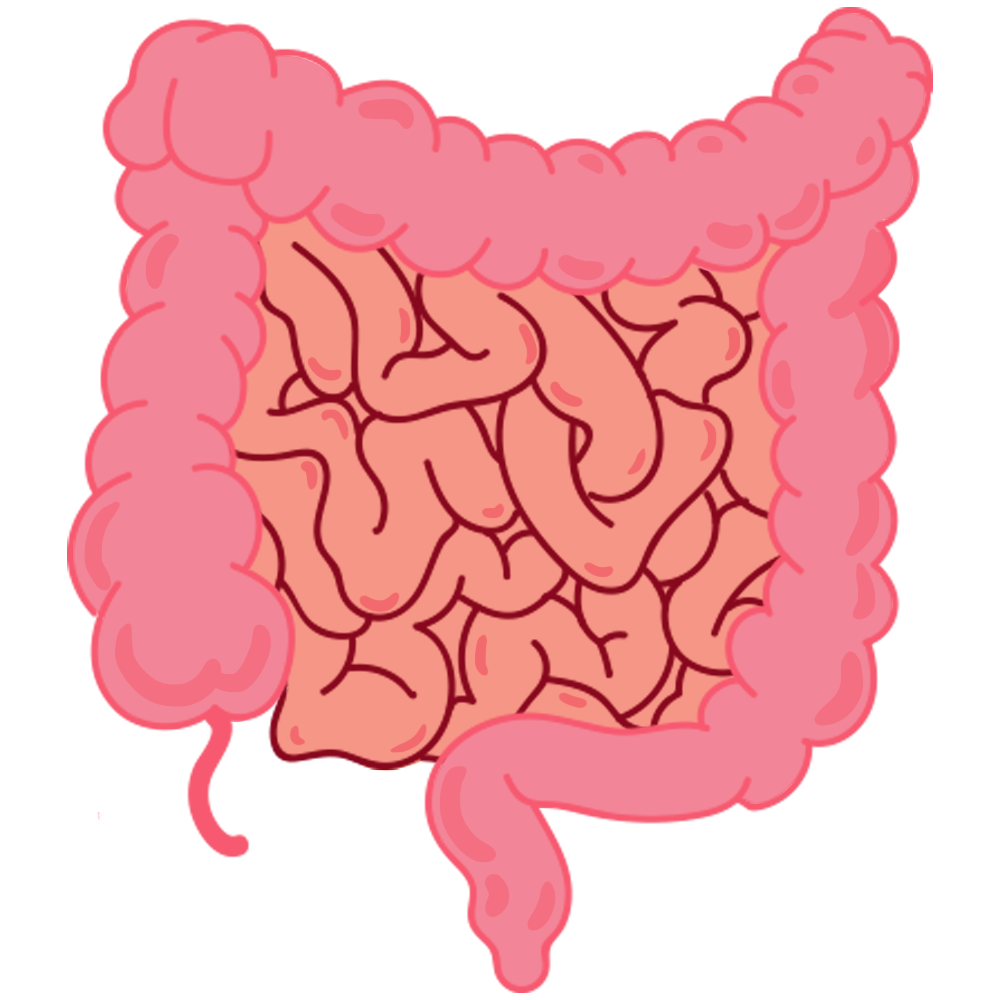 Digestio Aparatua/ Oinarrizko | Genially