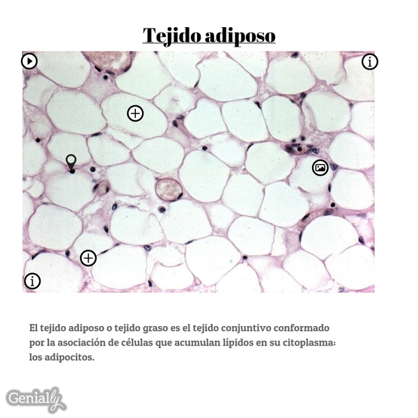 Tejido adiposo